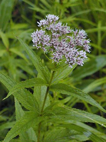 ヨツバヒヨドリ Eupatorium glehnii キク科 Asteraceae ヒヨドリバナ属 三河の植物観察