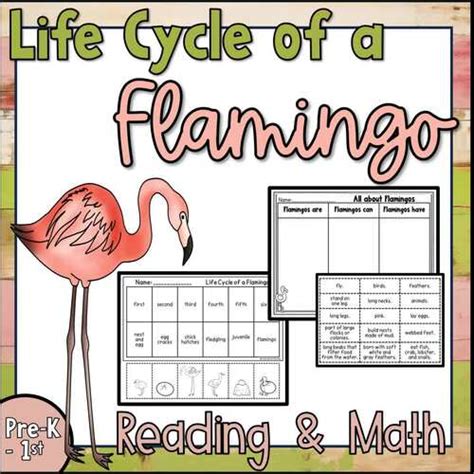 Flamingo Printable Activities And Emergent Readers For Kindergarten