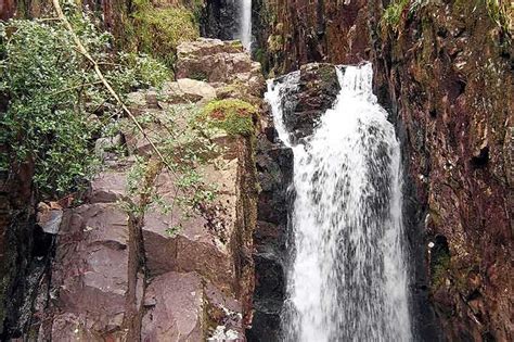 Scale Force Natureflip