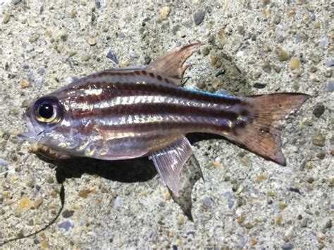宮古島 WEB魚図鑑