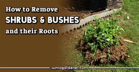 How To Remove Bushes In Yard At Eugene Mash Blog