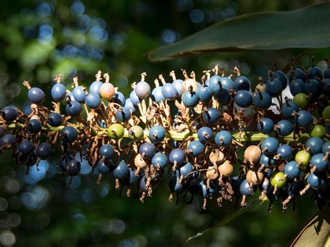 How To Grow Red Back Ginger Bunnings Australia