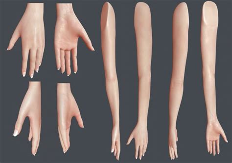 3d Arm Muscle Reference