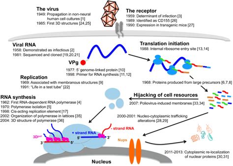 Polio Virus Structure Genome Replicationm Pathogenesis Biology
