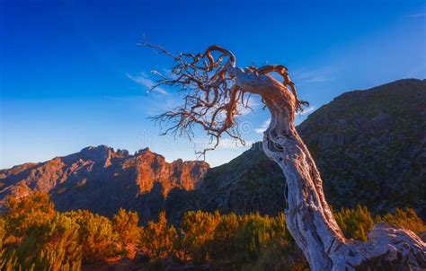A Lonely Dead Tree Near The Madeiras Highest Peak Pico Ruivo Stock