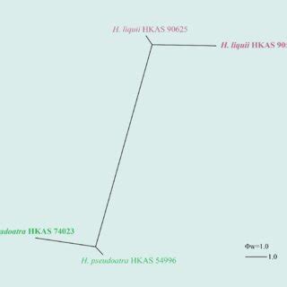 The Results Of The Pairwise Homoplasy Index PhI Test For Closely Download Scientific Diagram