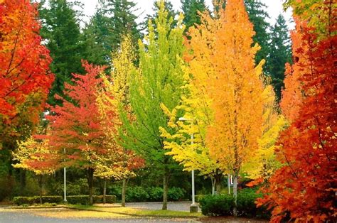 Best Trees For Fall Color The Tree Center