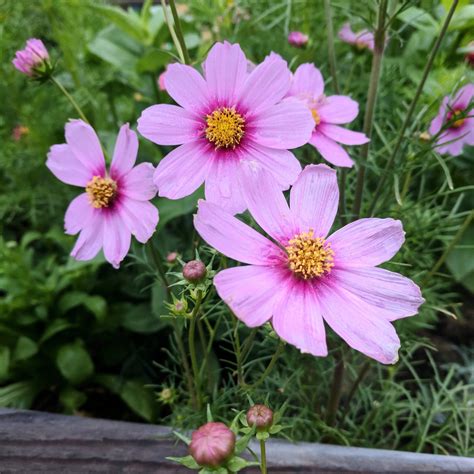 How To Grow Cosmos Easy Cut Flowers From Seed