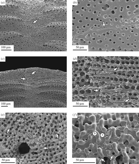 Sem Micrographs Of Plate Joints In E Pusillus A Sinuous Course Of Download Scientific