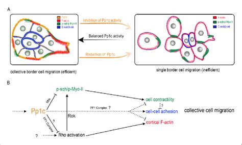 Model For The Pp1 Function In Border Cell Migration A Schematic Of Download Scientific