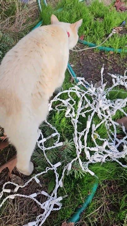 Kai The Spy Christmas Light Mission Kaithespy Catvideos