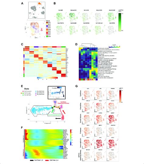 A Single Cell Atlas For Characterizing Basalstromal Cells A The