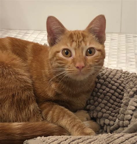 Found Cats View Recently Item Reports Lostings