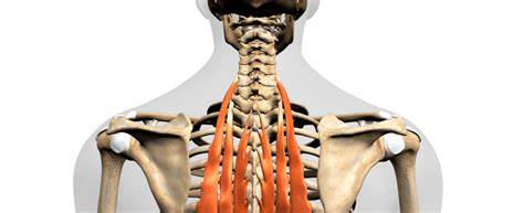 Erector Spinae Block Maverick Medical Education