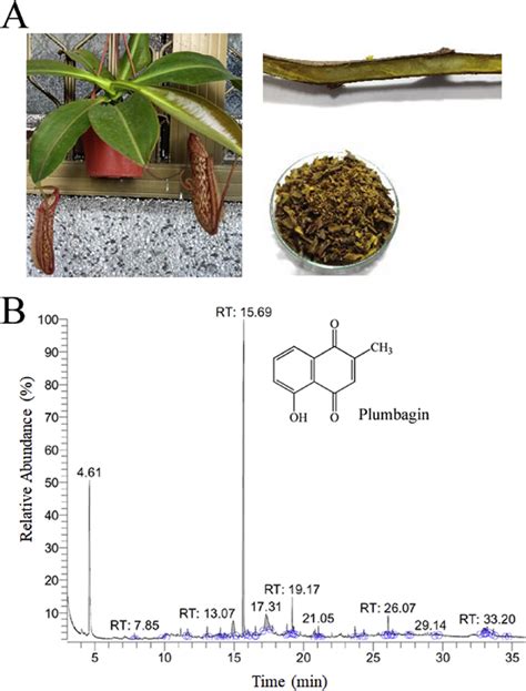 gc ms analysis of nm s a a preparation of the stem extract b gc