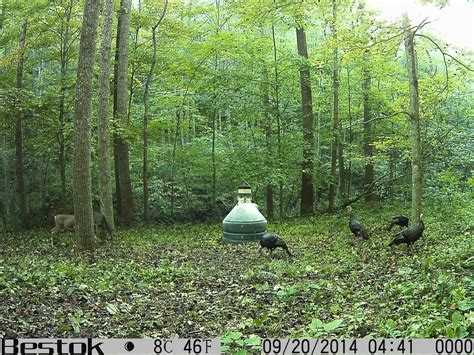 Exploring The Applications Of Deer Feeder Timers And Al