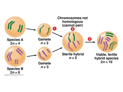 Chapter 14 Origin Of Species Ppt Download