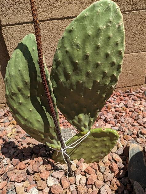 How To Easily Propagate Prickly Pear Cactus