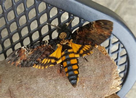 Deaths Head Hawk Moth Courtesy Of Mr Roger Wasley Julia Eckley Alan