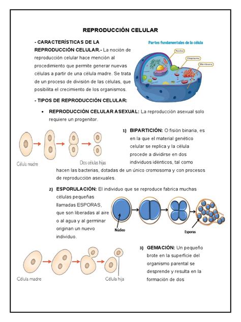 ReproducciÓn Celular Pdf Biología Celular Reproducción