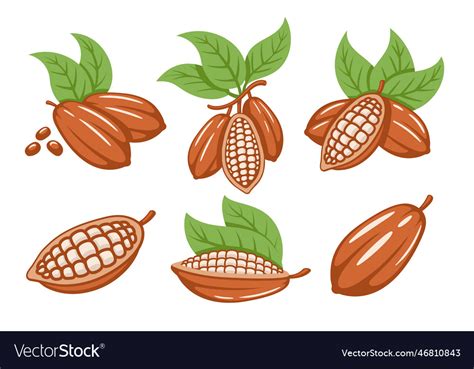 Set Of Cocoa Beans Isolated On White Background Vector Image