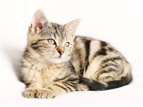 Understanding Hyperthyroidism In Cats Best 7 Expert Tips