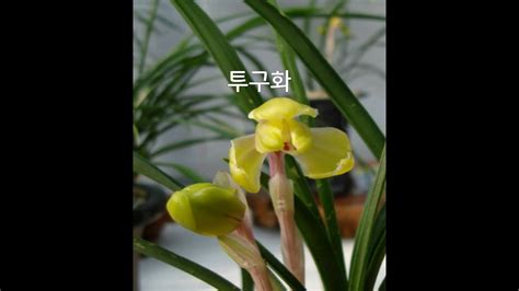 01월25일 토요일 즐거운 주말 화끈한 세일 황중투 감중투 산반복색 서반 투구화 초보 애란인 추천 종자 쇼핑 새해 설날 연휴 Youtube