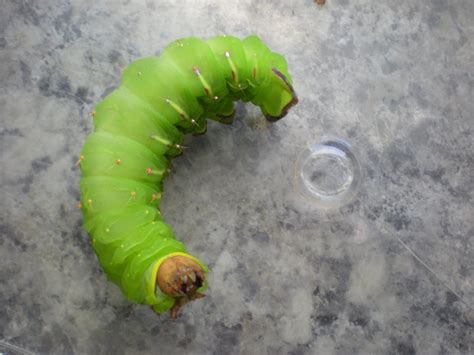 What To Feed A Luna Moth Caterpillar At Courtney Jacks Blog