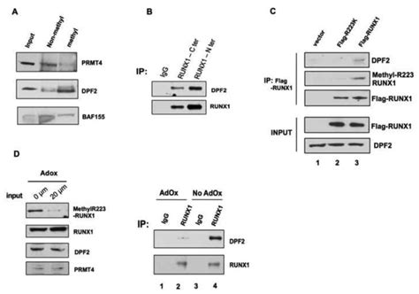 PRMT4 Blocks Myeloid Differentiation By Assembling A Methyl RUNX1