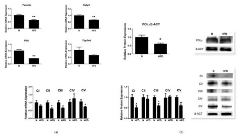 Mitochondrial Replisome In Liver Of N And Hfd Rats A Twinkle Ssbp1