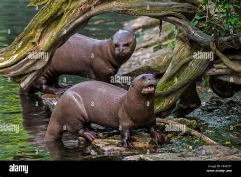 Two Giant Otters Giant River Otter Pair Pteronura Brasiliensis
