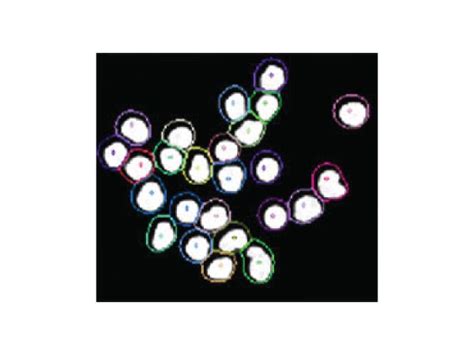 Codex® Data Visualization Ilc