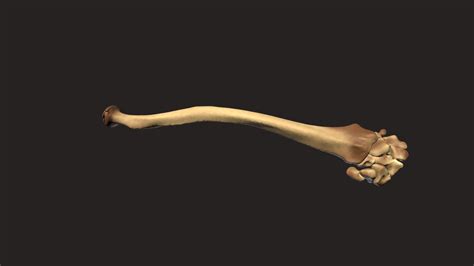 Chimpanzee Forearm Skeleton Condyloid Joint 3d Model By Blackburn Lab Ufherps [e10a39a