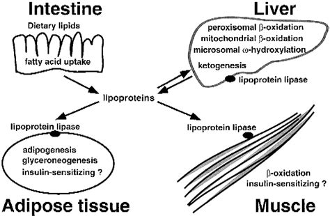Phyiological Functions Of Ppars Metabolic Pathways Regulated By The Download Scientific