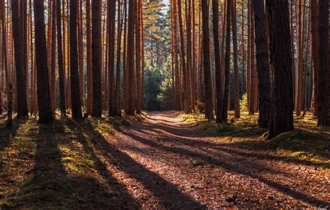 Обои Forest Trees Shadows на телефон и рабочий стол раздел природа разрешение 3230x2160 Обои Forest Trees Shadows на телефон и рабочий стол раздел природа разрешение 3230x2160