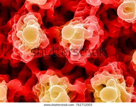 449 Scanning Probe Microscope 图片、库存照片和矢量图 Shutterstock 449 Scanning Probe Microscope 图片、库存照片和矢量图 Shutterstock