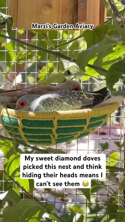Peekaboo Doves Nesting In Plain Sight Youtube