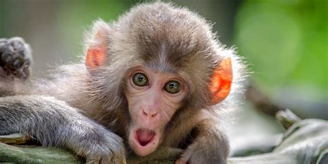 Web Search With Llamaparse Llms Build Your Own Ai Answer Assistant With Python Code By