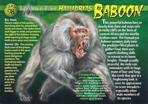 Hamadryas Baboon Information Card