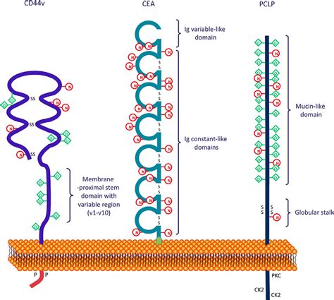 Schematic Diagram Of Colon Carcinoma Cell Expressed Selectin Ligands