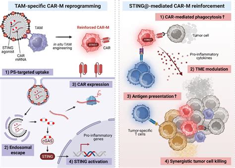 Nanoparticle Therapy Reprograms Tumor Immune Cells To Attack Cancer