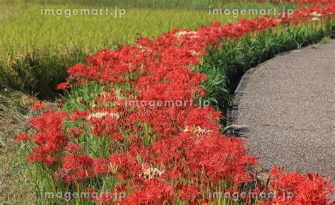 ヒガンバナ彼岸花曼殊沙華の写真素材 235515588 イメージマート