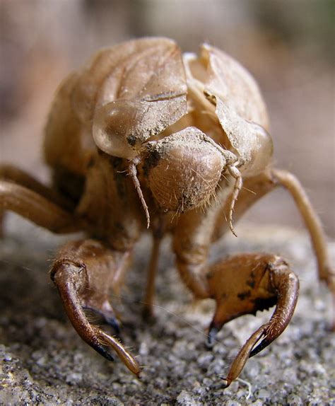 Cicada Shell How Will Orgy Seeking Cicadas Emerging After Years Underground View Today S