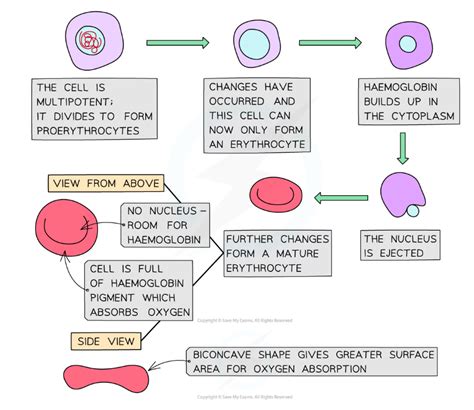 OCR A Level Biology 复习笔记2 6 10 Stem Cells in Animals Plants 翰林国际教育