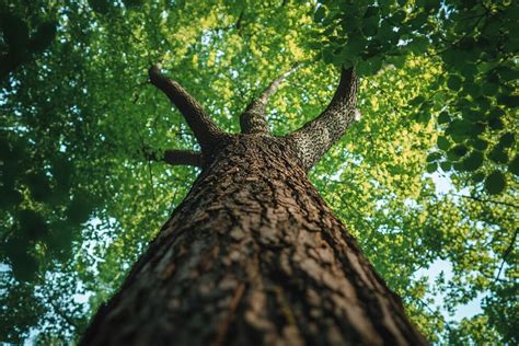 Examining Inheritance Patterns In Tree Species Ar Generative Ai