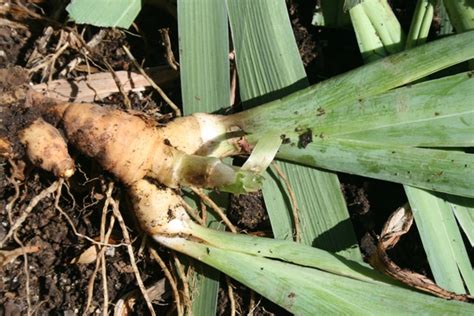 The Flower Bin Its Time To Divide Bearded Iris