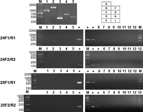 Pcr Specificity Detection With Absv Specific Primers M Molecular