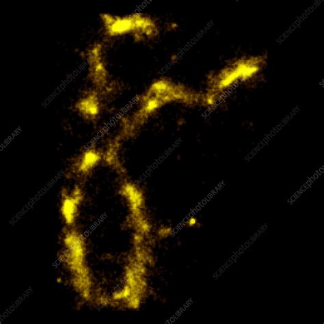 Human Chromosome Photo Localization Microscopy Stock Image C038