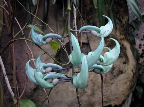 Jade Vine Strongylodon Macrobotrys Ausemade