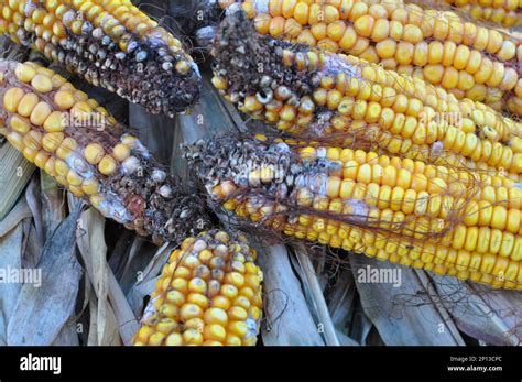 Corn Cobs Affected By A Fungal Disease Fusarium Fusarium Moniliforme
